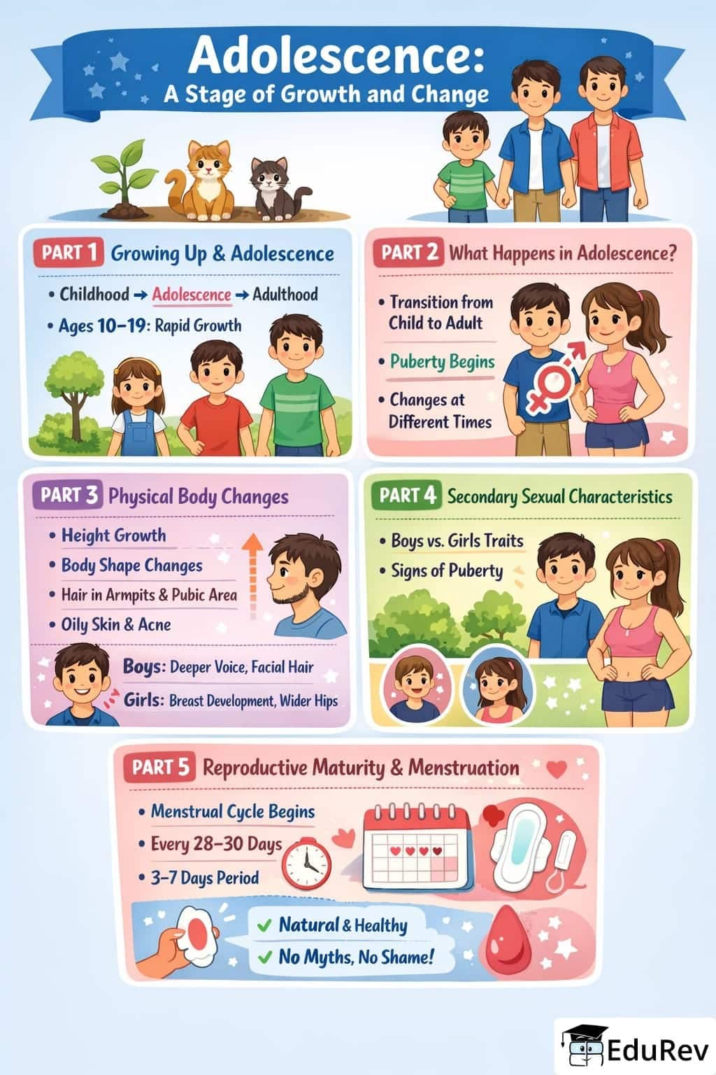 Infographics: Adolescence - Science (Curiosity) Class 7 - New NCERT PDF ...