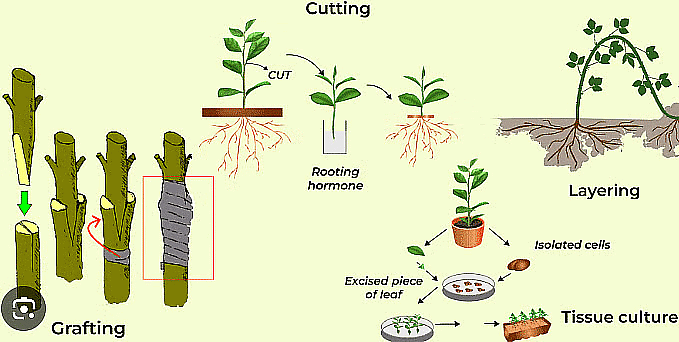 Reproduction in Plants Chapter Notes - Class 7 PDF Download