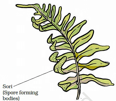 Reproduction in Plants Chapter Notes - Class 7 PDF Download