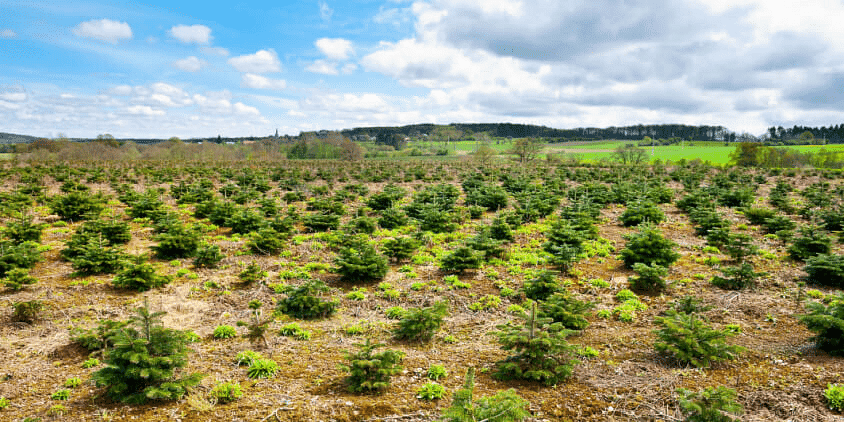 Deforestation and Desertification - UPSC PDF Download