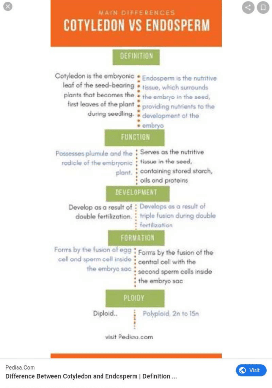 What is the difference between cotyledon and endosperm? - EduRev NEET ...