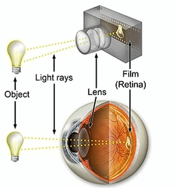Structure Of Human Eye 10th Class Science Eye Chart Diagram Structure