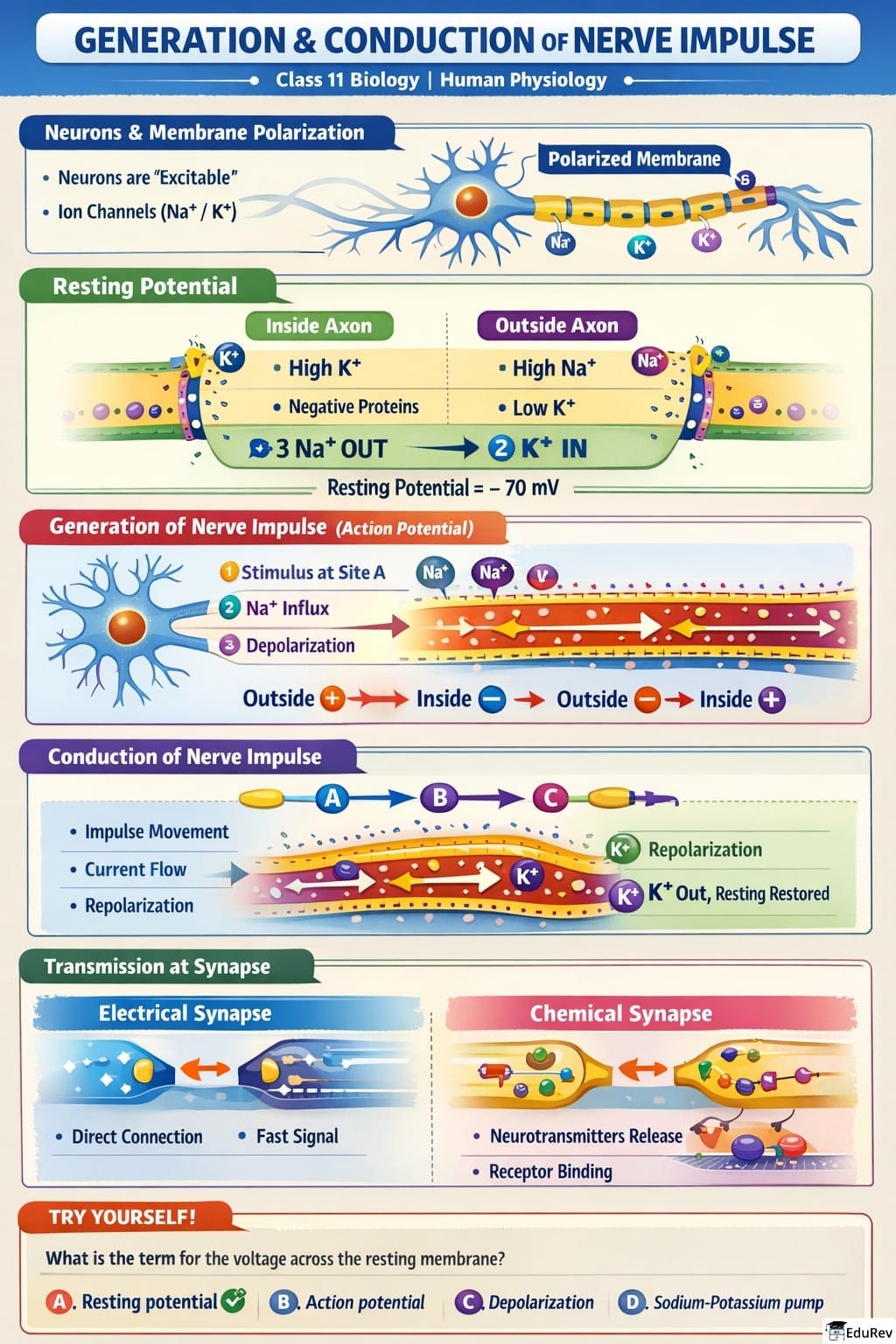 Infographics: Neural Control and Coordination - Biology Class 11 - NEET ...
