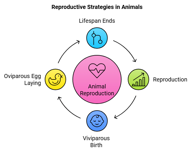 Viviparous And Oviparous Animals Reproduction In Animals