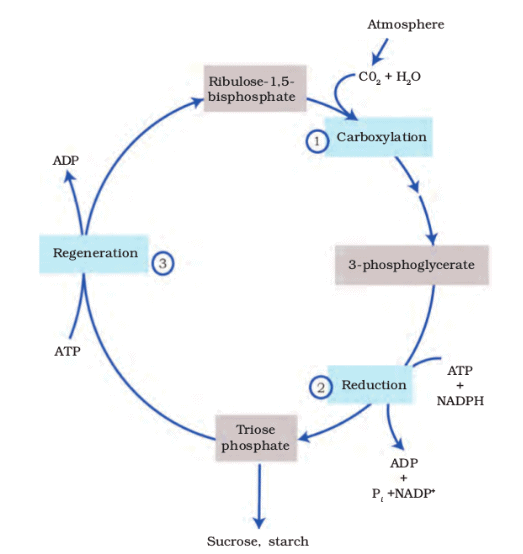 Important Diagrams: Photosynthesis in Higher Plants - Biology Class 11 ...