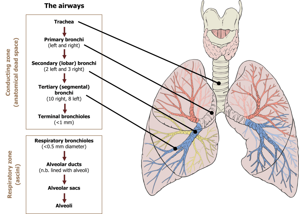 Humanrespiratorysystem Important Diagrams For Cbse Class