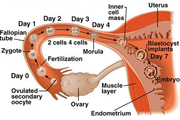 Ovulation Fertilization And Implantation