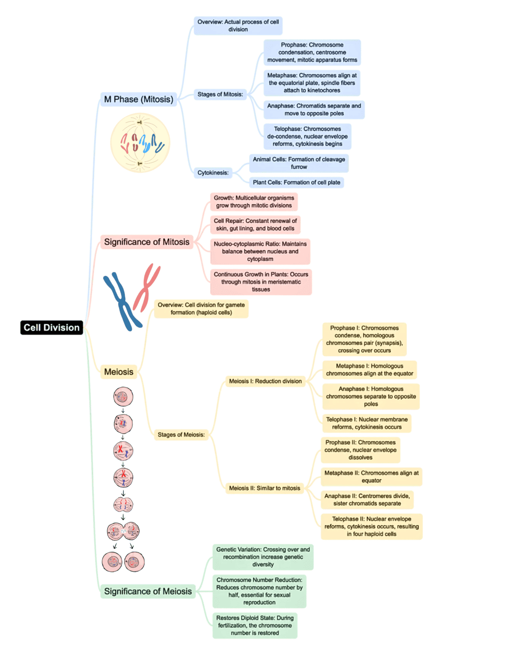 Mitosis Mind Map