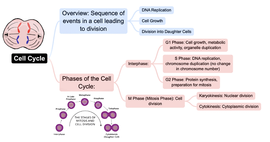 Mitosis Mind Map