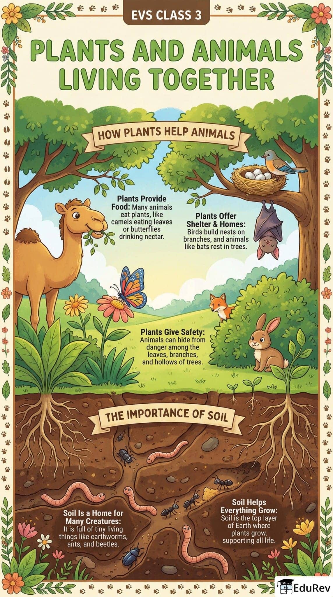 Infographics Plants and Animals Live Together - EVS Class 3 The World ...