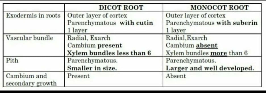 Difference Between Dicot And Monocot Root Anatomical Structure Of Stem