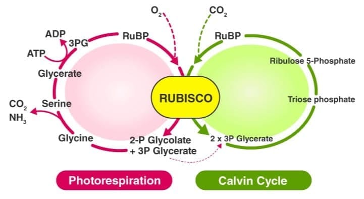 NCERT Summary Photosynthesis In Higher Plants - Biology Class 11 - NEET