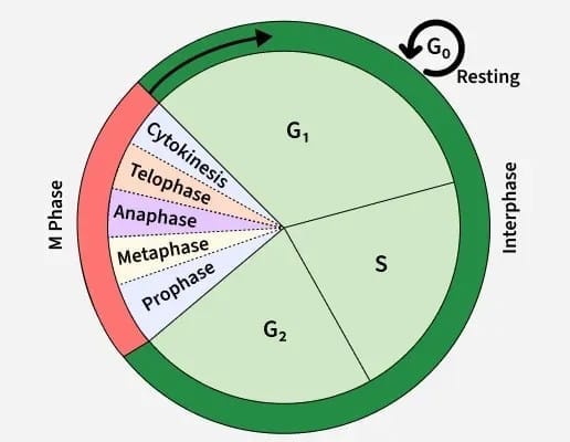 NCERT Summary Cell Cycle And Cell Division - Biology Class 11 - NEET PDF