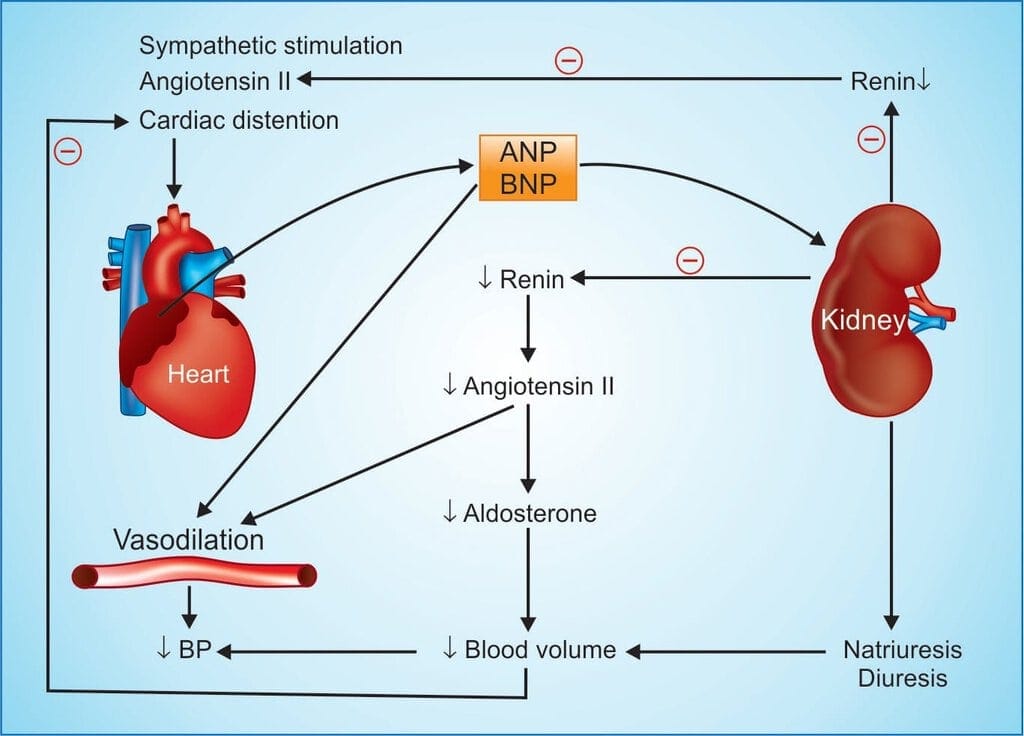 Nitric Oxide and Vasoactive Peptide Signal Molecules Chapter Notes ...