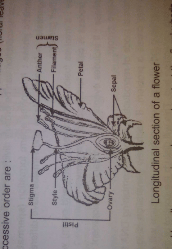 Clear diagram of the longitudinal section of the flower ? - EduRev ...