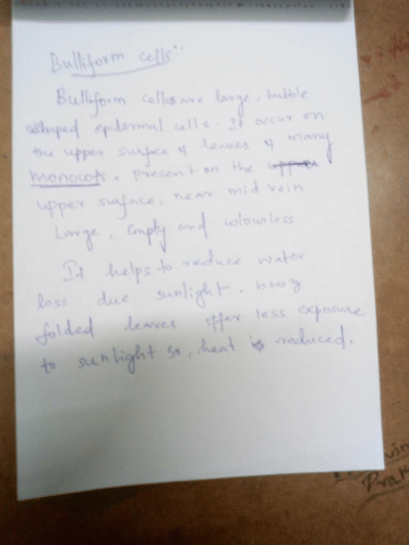 What are bulliform cells? - EduRev Class 11 Question