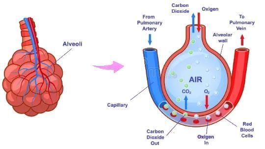 The Structure and Functions of the Cardio-respiratory System - Physical ...
