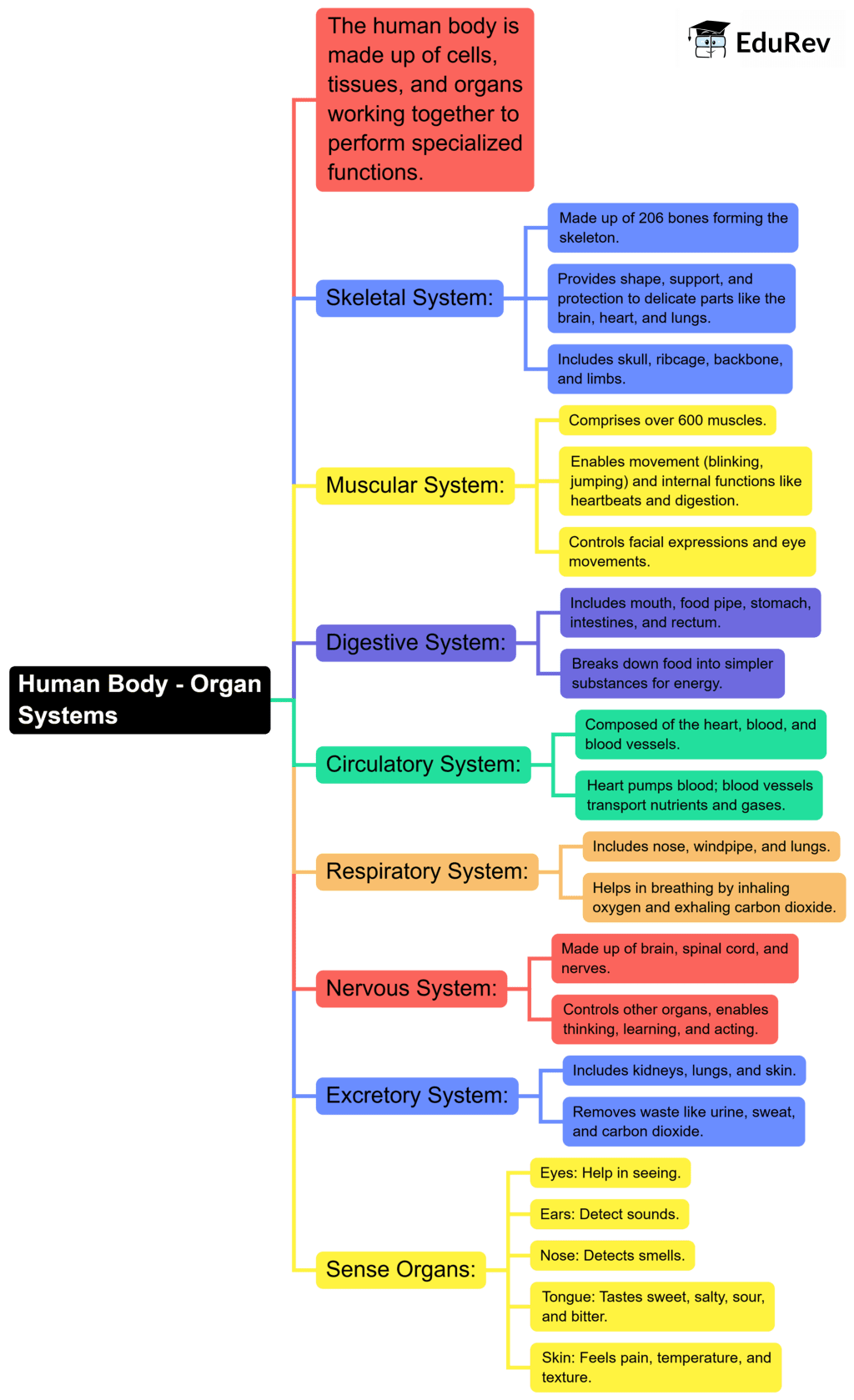 Mind Map: Human Body: Organ Systems - Science for Class 3 PDF Download