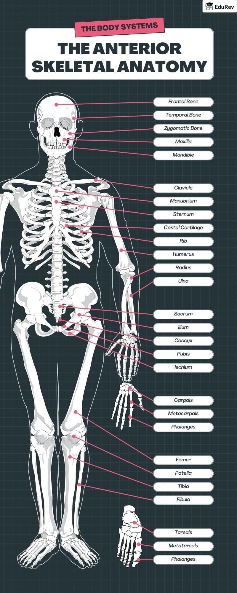 Infographic Human Body Skeletal System Human Body Human Body Detailed