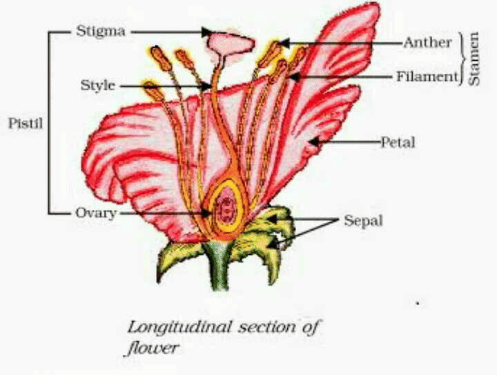 Labelled diagram of longitudinal section of a flower? - EduRev Class 10 ...
