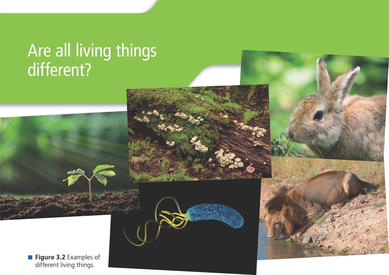 How do living things work Chapter Notes - IB Grade 6 Science - Grade 6