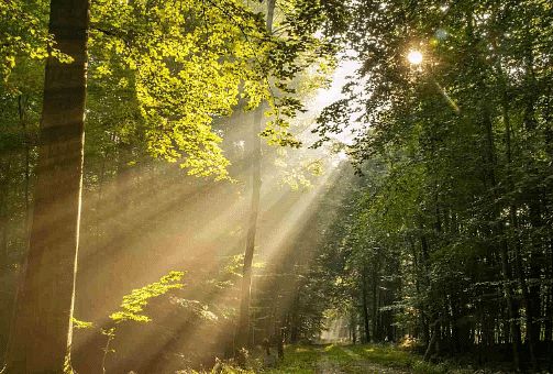 Our Food - 2 Class 3 Worksheet SST