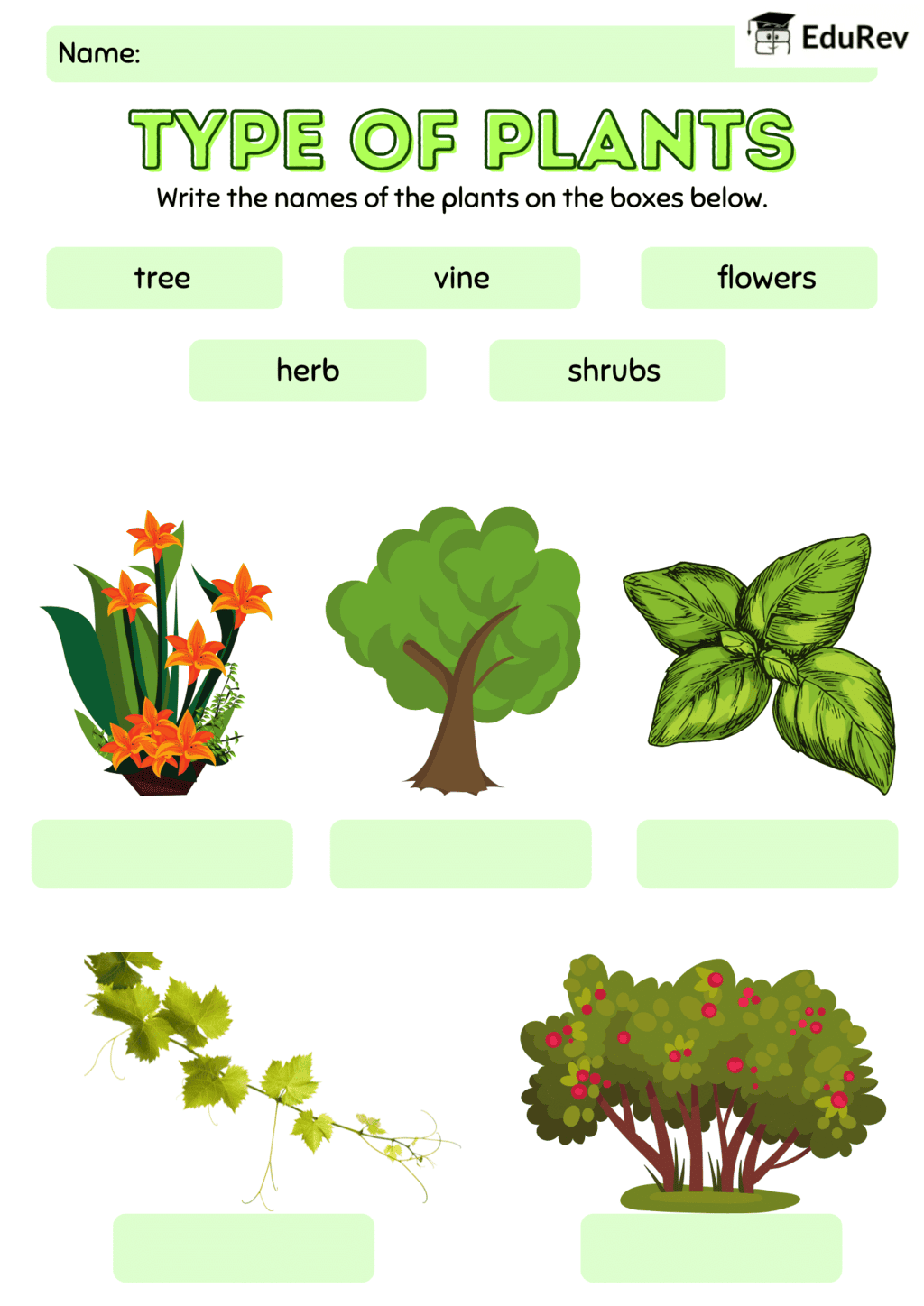 Visual Worksheet: Getting to Know Plants - Class 3 PDF Download