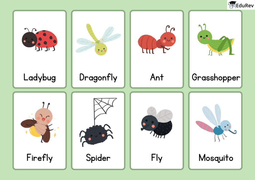 Printable Poster: Insects - Class 1 PDF Download