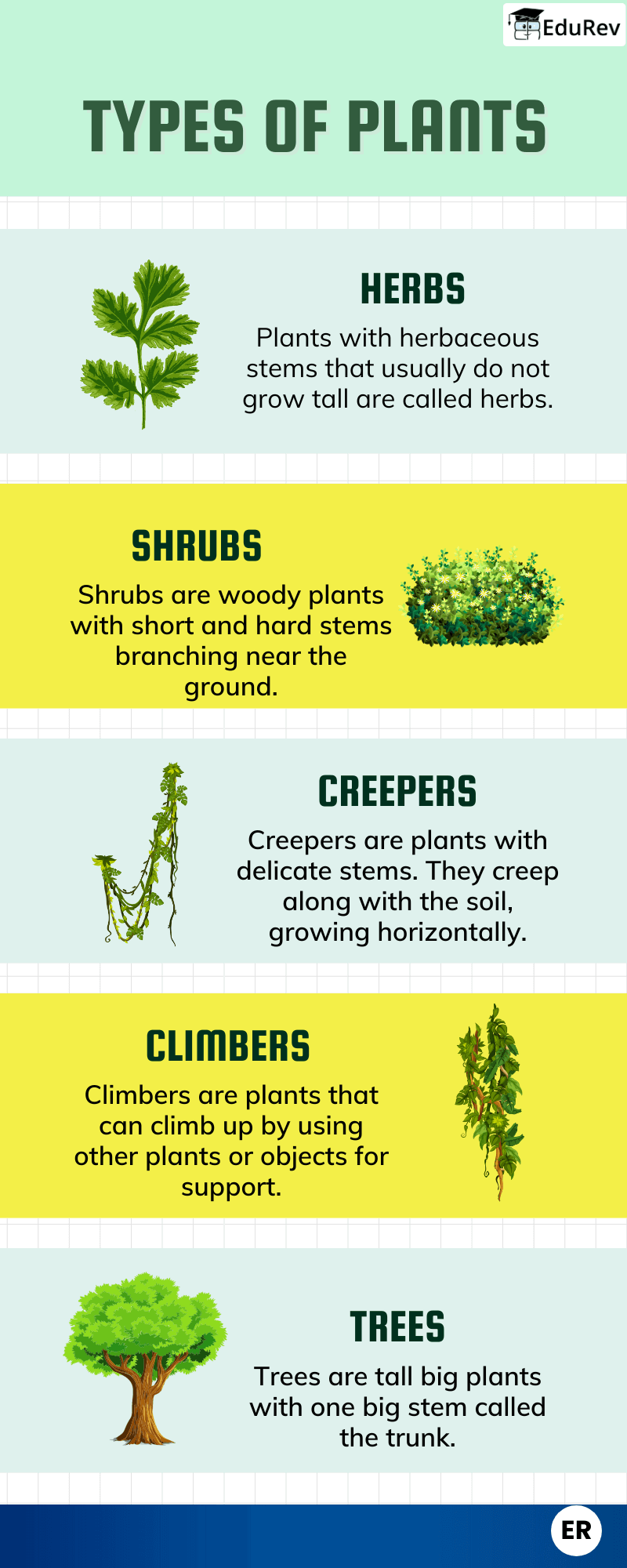 The Different Types Of Plants Explained With Pictures