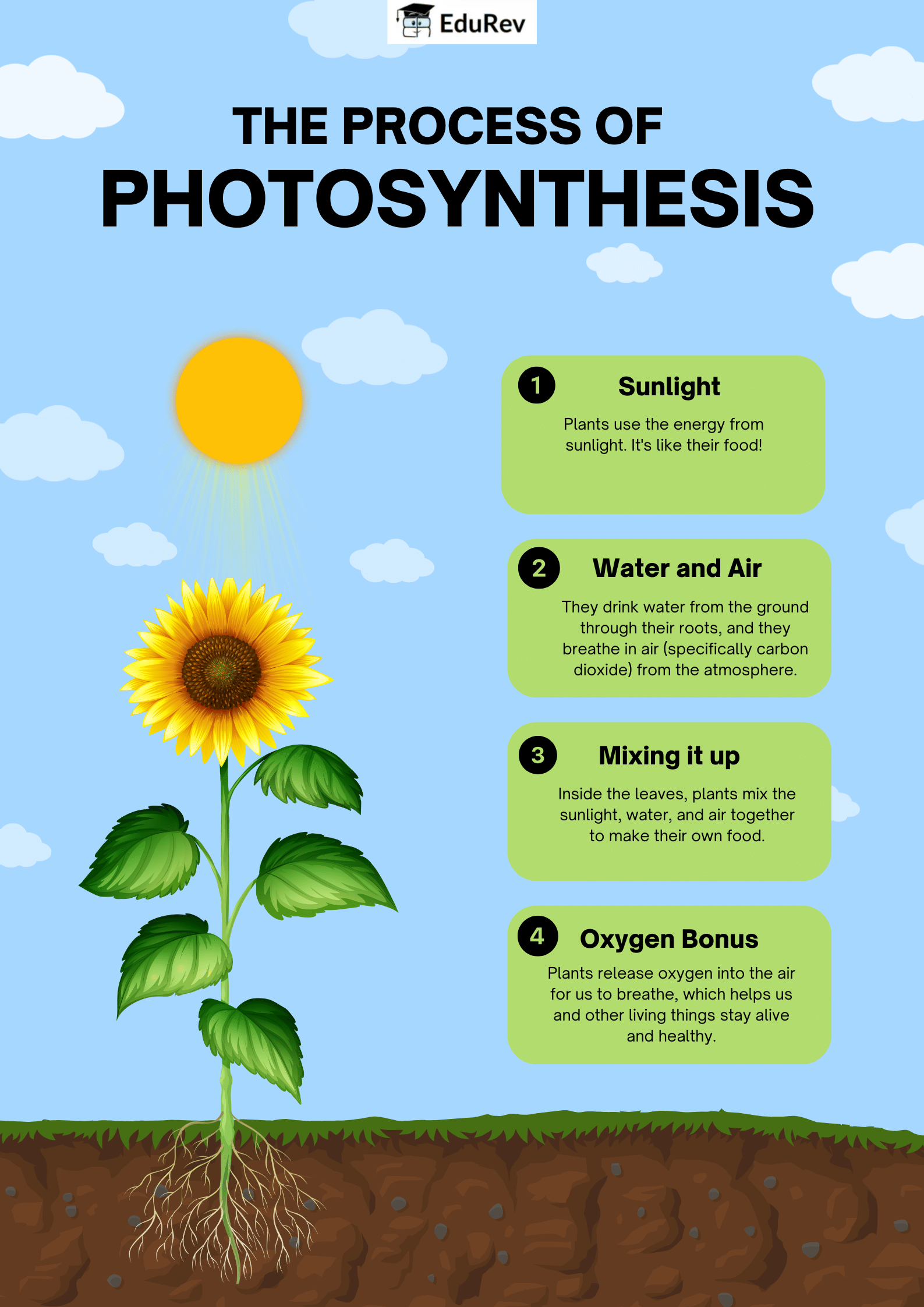 Poster How Do Plants Make Their Food Science For Class 4 Pdf Download