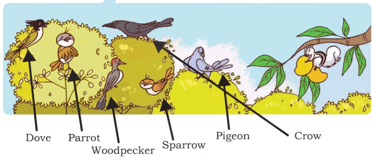 NCERT Solutions Class 1 Mathematics Mango Treat (Numbers 1 To 9) - 100% ...