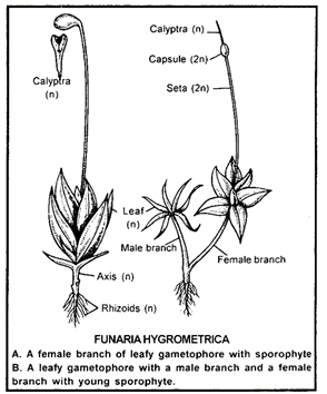 Diagrama Funaria