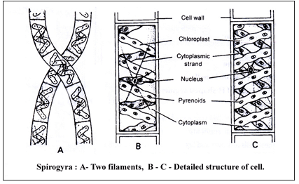Spirogyra Vegetative Filaments