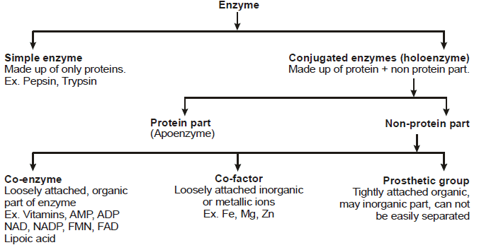Enzymes, Chapter Notes, Class 11, Biology PDF Download