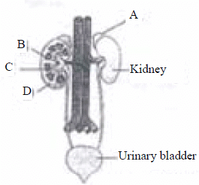 Figure shows human urinary system with structures labeled A to D ...