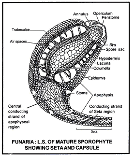 Diagrama Funaria