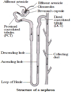 Excretion in Human Beings and Plants - Class 10 PDF Download