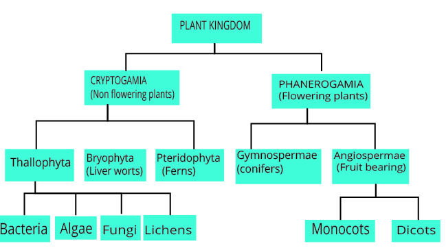 Plant Kingdom Classification Chart