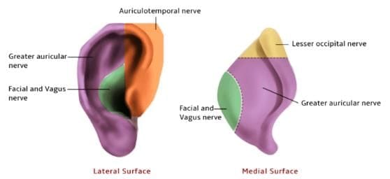 Embryology and Anatomy of Ear - 2 Chapter Notes - Ear Nose Throat (ENT ...