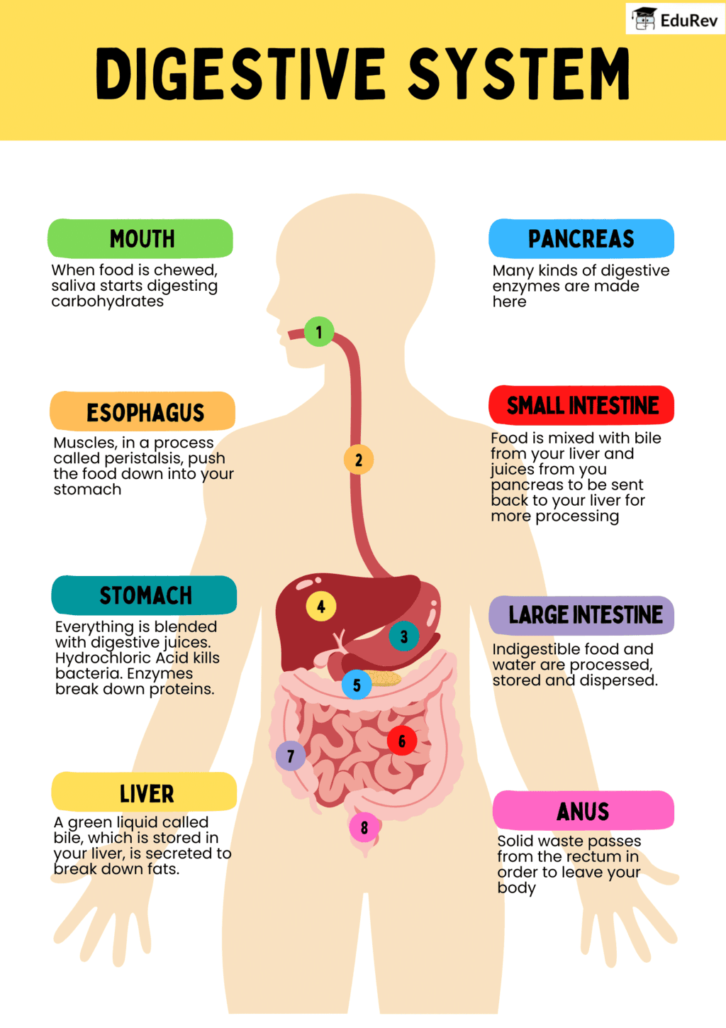 Human Digestive System Worksheet Pdf
