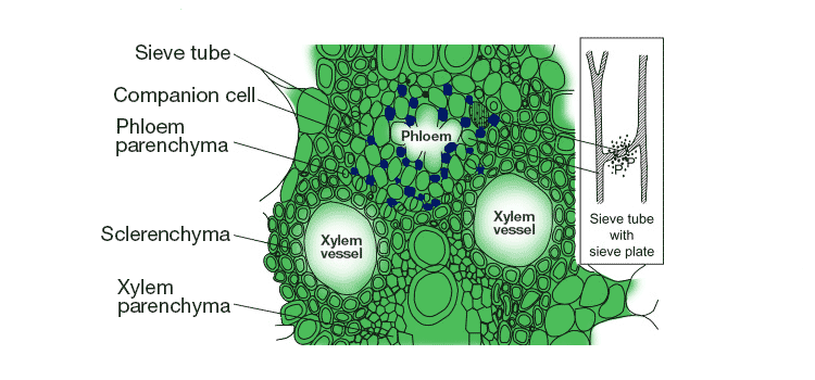 Xylem Tissue Diagram Class 9 Diagram Complete Tissues CBSE Class 9