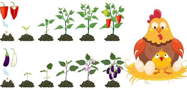 Plants and Animals Chapter Notes - Class 5 PDF Download