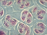 Difference between Mitosis and Meiosis - Class 9 PDF Download