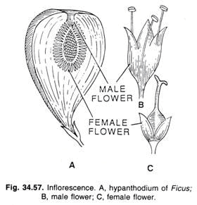 Major Types of Inflorescence - Class 11 PDF Download