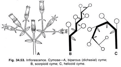 Major Types of Inflorescence - Class 11 PDF Download