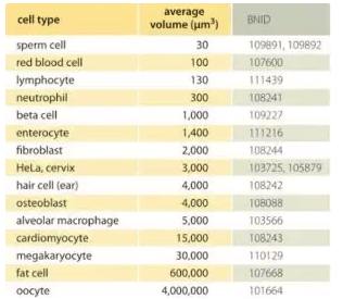 Smallest cell of human body? - EduRev NEET Question