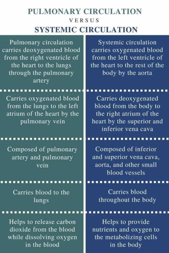 Difference between pulmonary circulation and systematic circulation ...