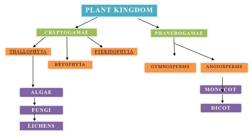 Classification Of Plant Kingdom Studyscore Teaching Vascular And