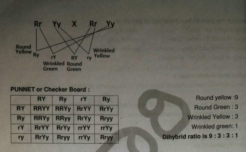 Notes of Heredity and Evolution with Mind map.. - Class 10 PDF Download