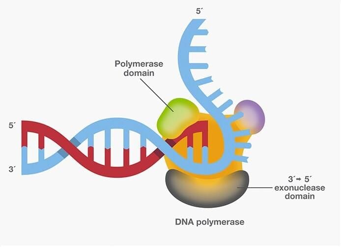 DNA Replication Chapter Notes - Biochemistry - NEET PG PDF Download